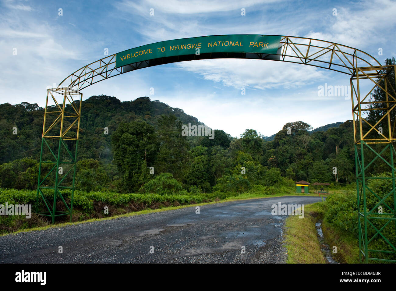 NYUNGWE FOREST NATIONAL PARK - Litz Adventure Africa