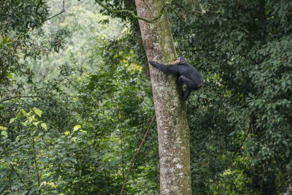 8 Days best of Rwanda Primates safari Itinerary
